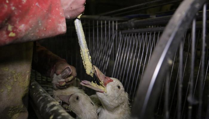 Le gavage, une pratique condamnée par les scientifiques | GAIA