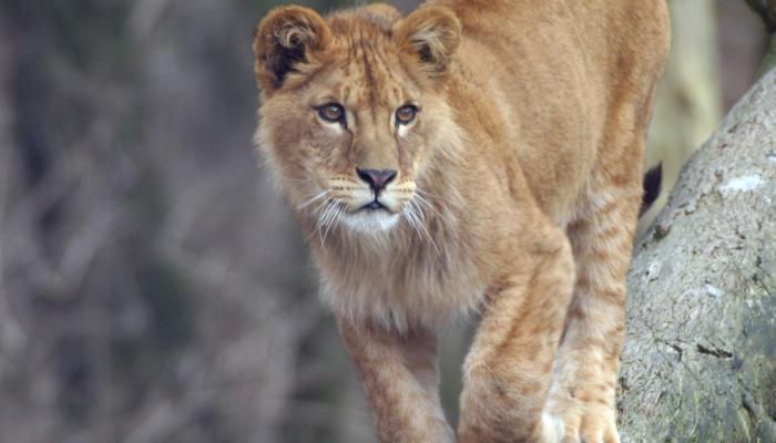 Reactie GAIA op doodgeschoten leeuwin: "Cowboymentaliteit bij politie ...