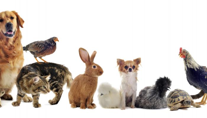 Wallonia adopts an ambitious Animal Welfare Code | GAIA