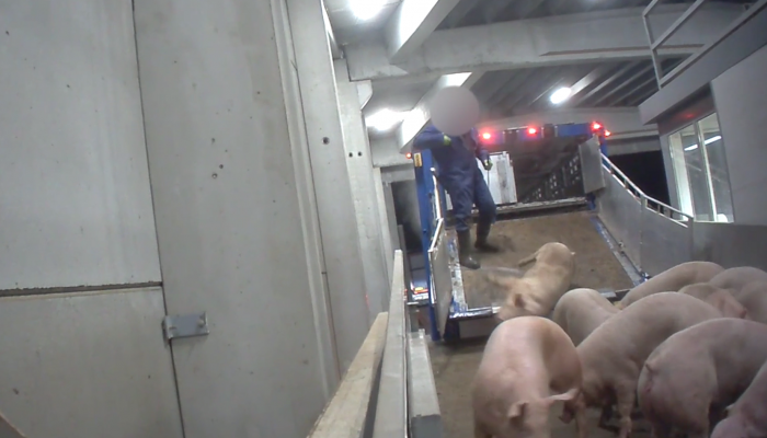 GAIA en Animal Rights hekelen uitbreidingsplannen slachthuis Tielt van ...