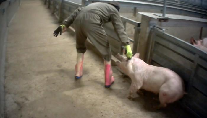 Slachthuis Tielt morgen weer open: GAIA en Animal Rights eisen absolute ...