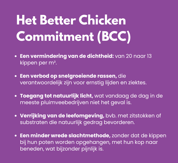 McDonald’s weigert het Better Chicken Commitment (BCC) te ondertekenen ...