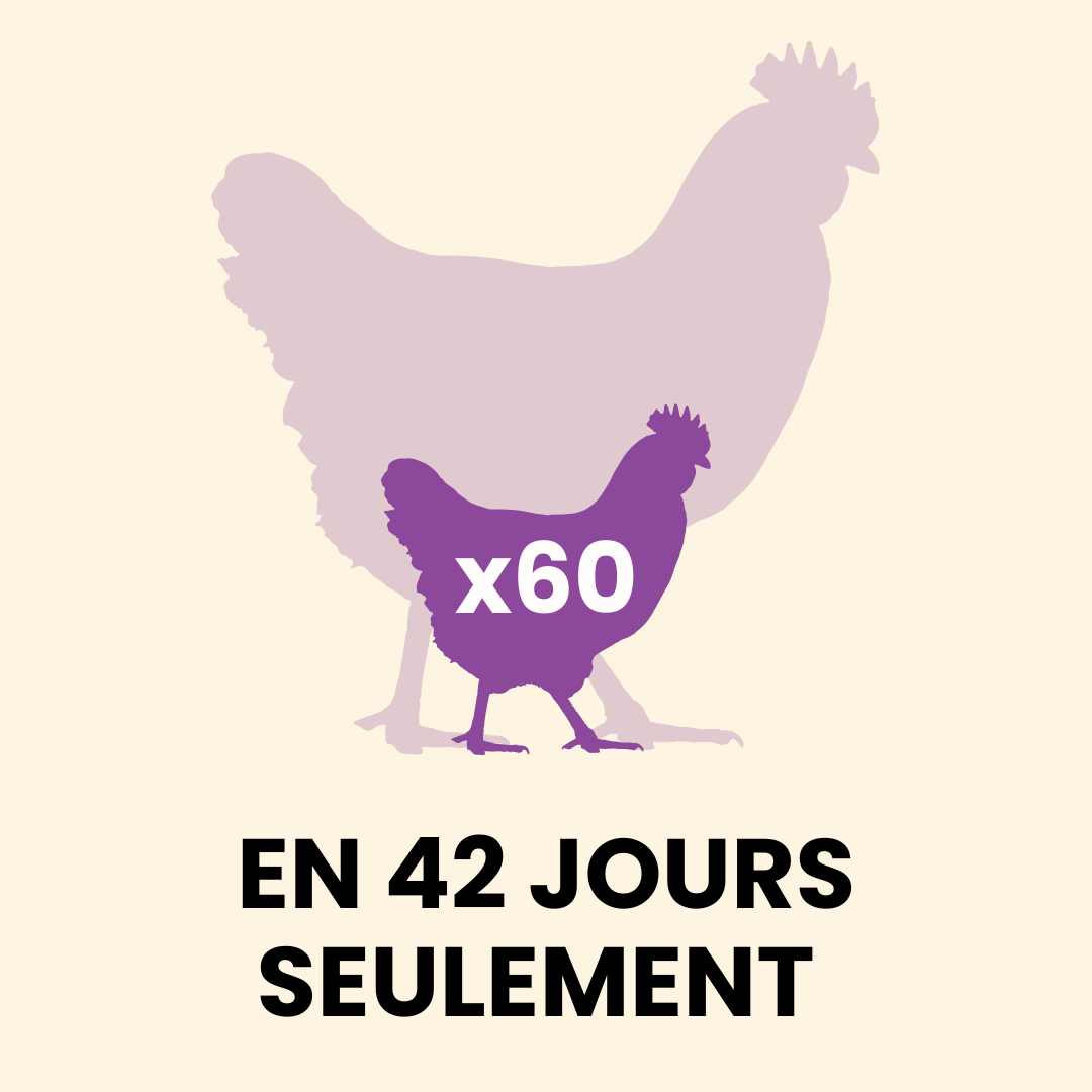 McDonald’s refuse de signer le Better Chicken Commitment (BCC) et ...